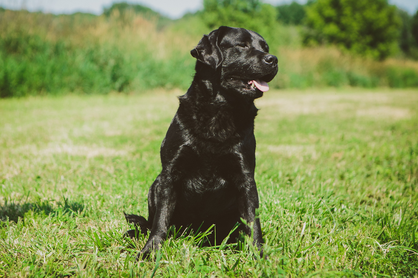 Black Jack - Black Lab Stud Service