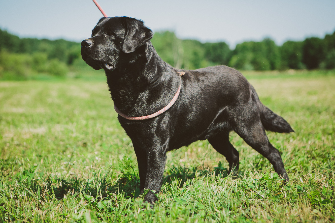 Black Jack - Black Lab Stud Service